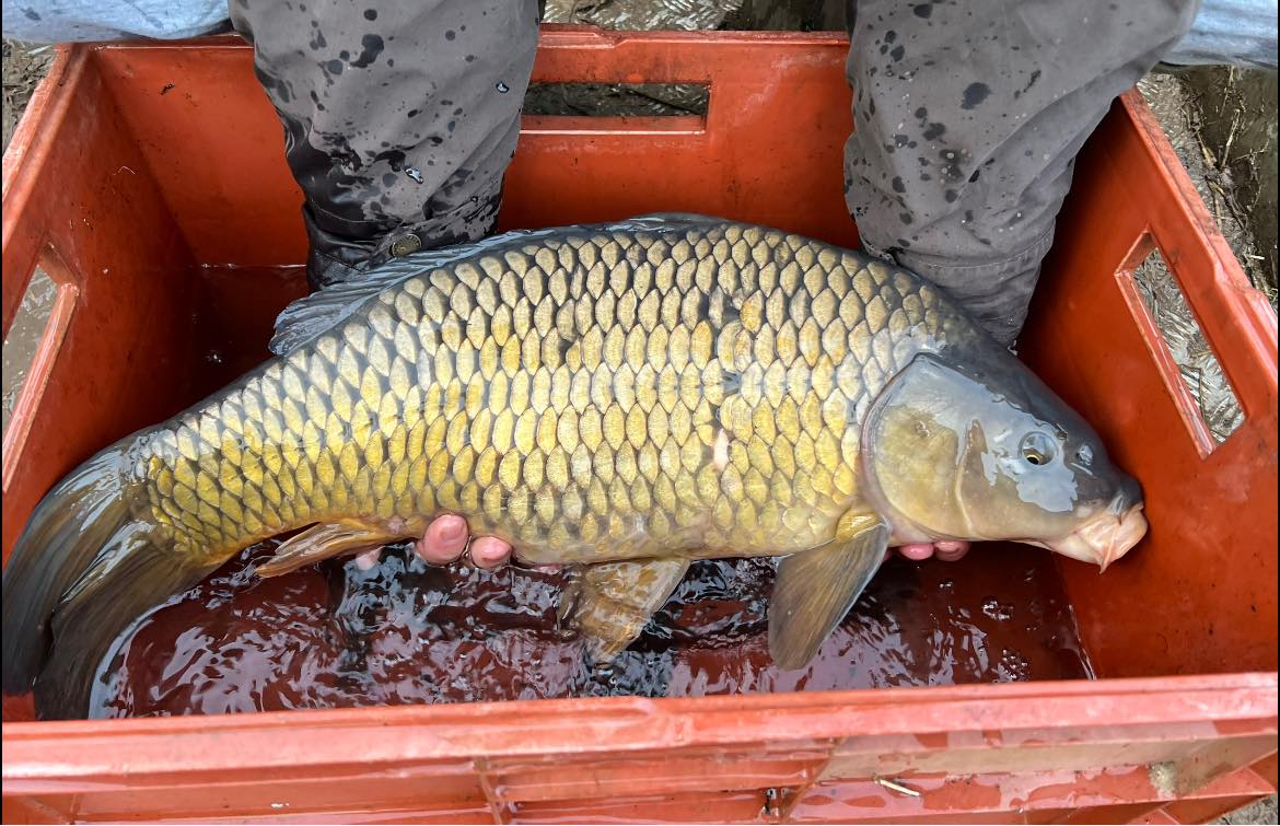 Meet Our Fish - Fossewayfishery.co.uk